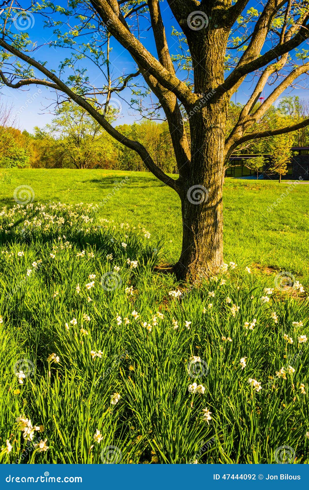 Flowers and Tree at Cylburn Arboretum in Baltimore, Maryland. Stock ...