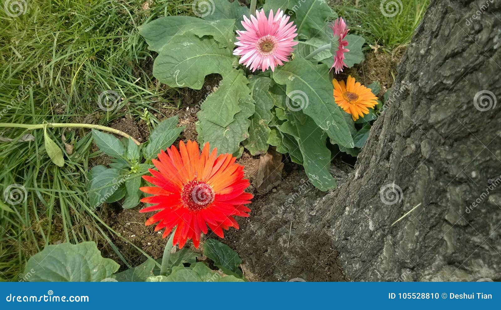 Flowers beside the tree stock photo. Image of abstract - 105528810