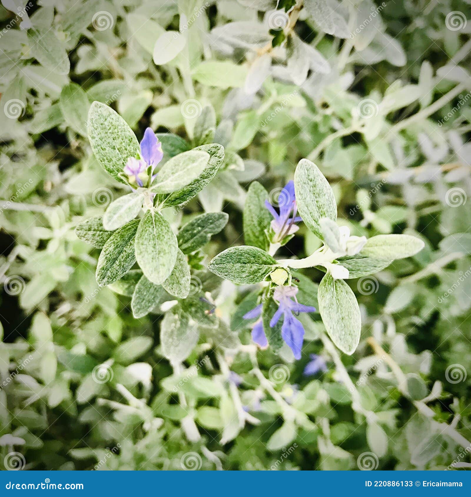 Silver Germander Stock Photos - Free & Royalty-Free Stock Photos from ...