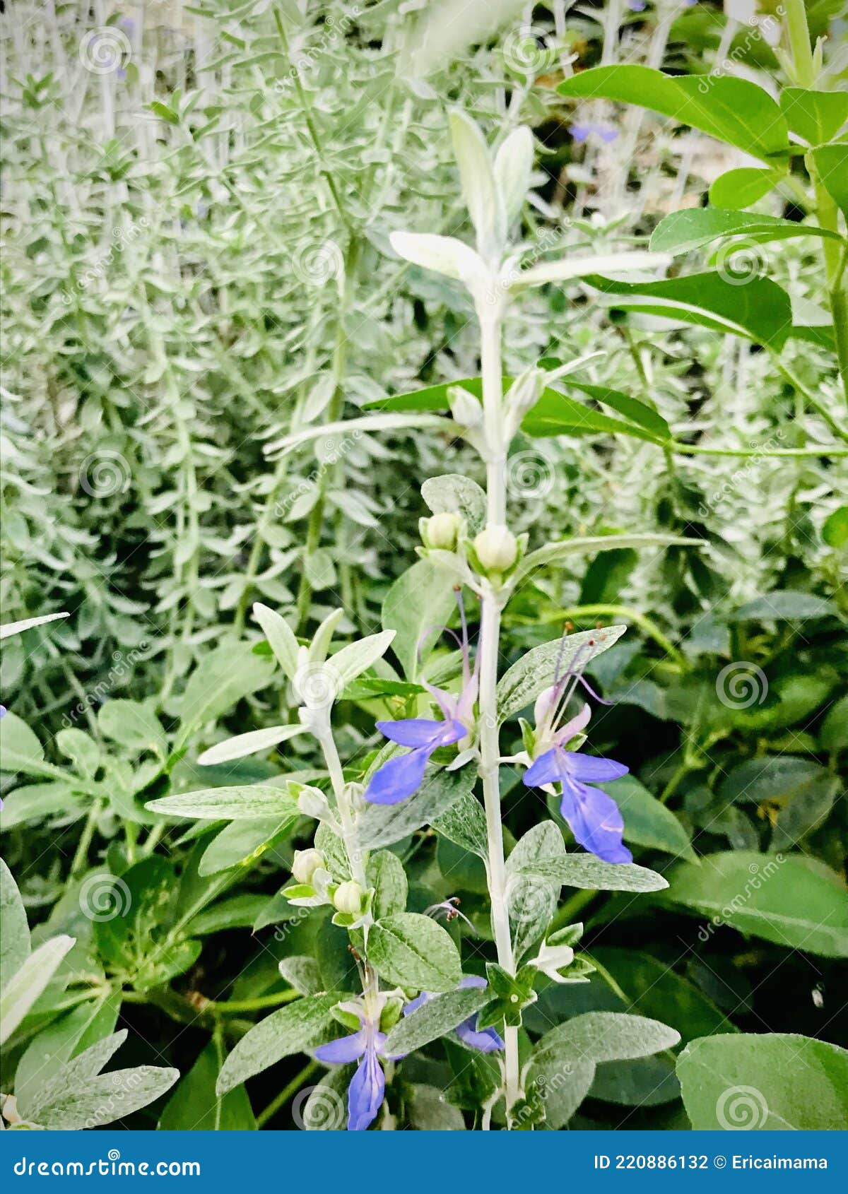 Flowers Tree Germander. Teucrium Fruticans. Stock Photo - Image of grow ...