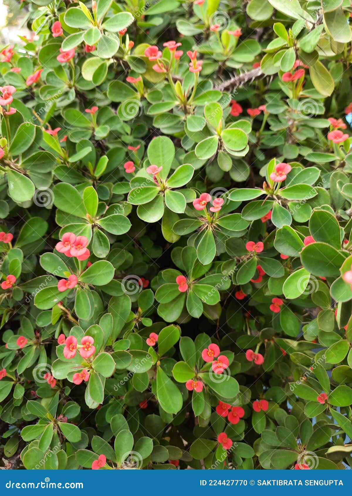 Flowers Tree Green Bush Little Red Stock Photo - Image of wildflower ...