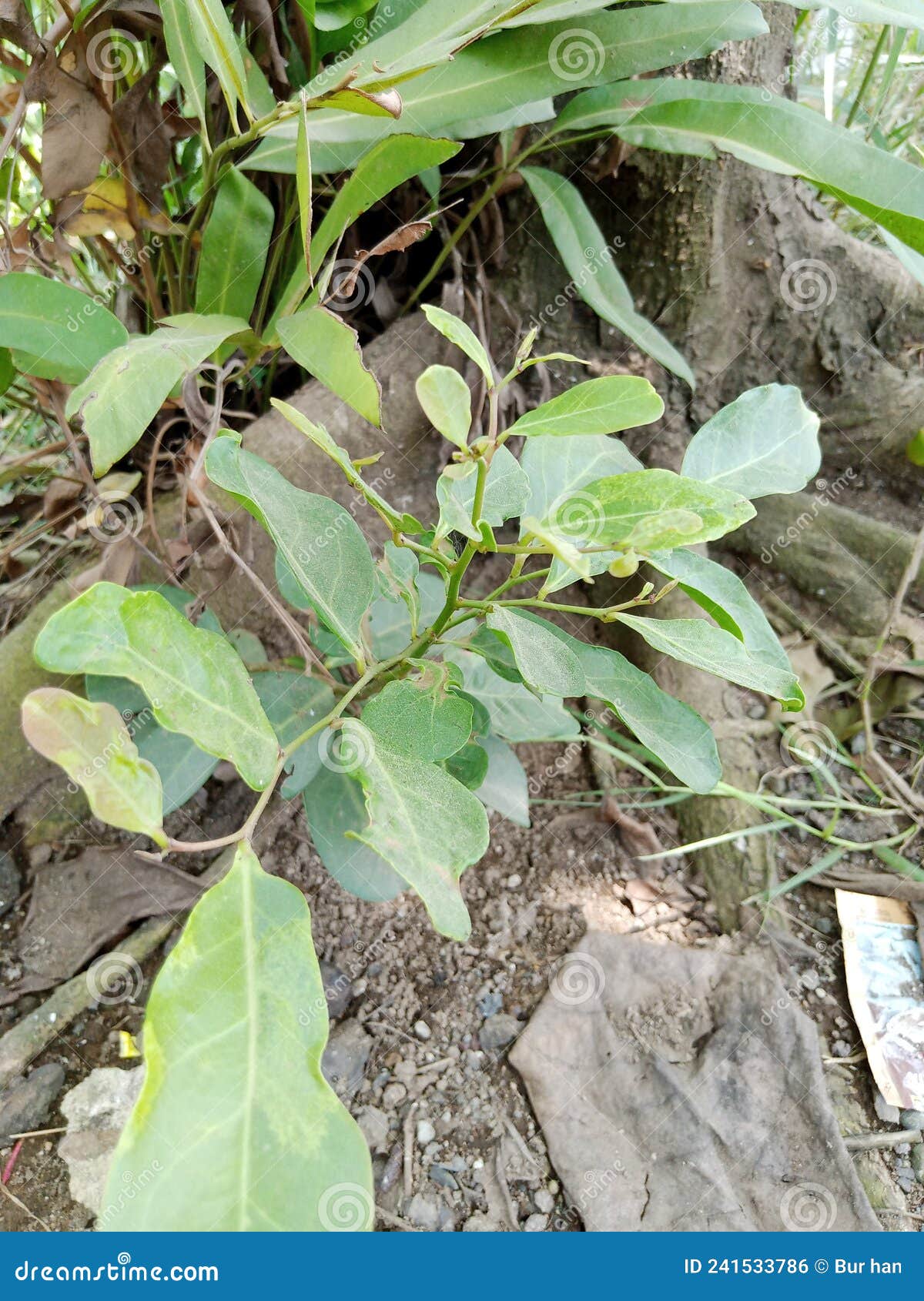 Flowers on tree roots stock photo. Image of like, shrub - 241533786