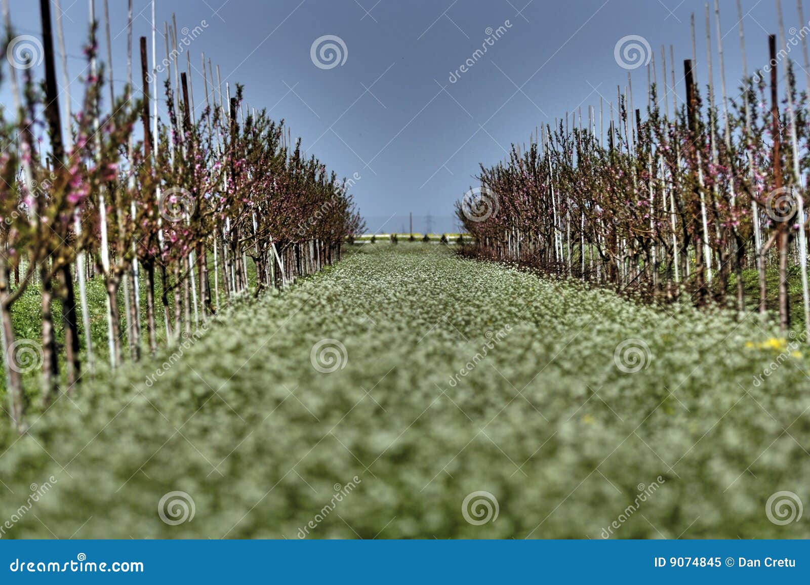 Flowers and tree saplings stock image. Image of scenic - 9074845