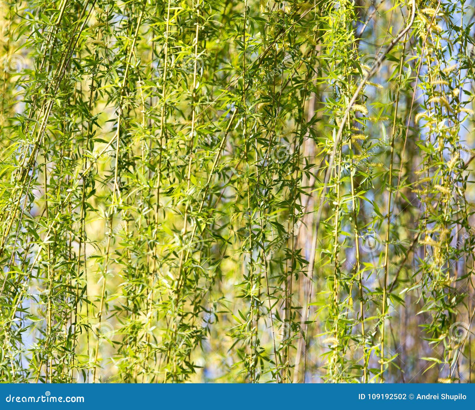Flowers on the Tree Spring Willow Stock Photo - Image of white ...