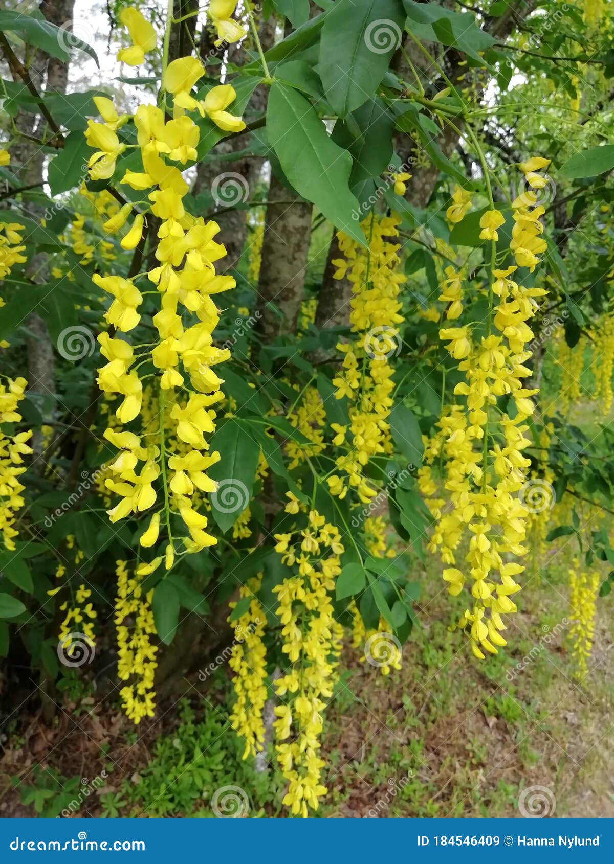Yellow flowers on tree stock image. Image of flowers - 184546409