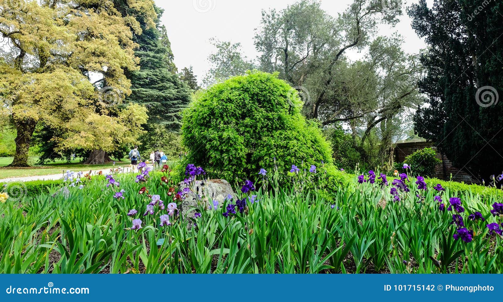 Trees in botanic garden stock photo. Image of pond, green - 101715142