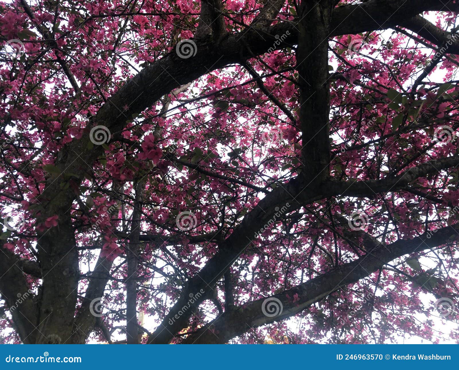 Spring Blooms in May stock photo. Image of denning, biking - 246963570