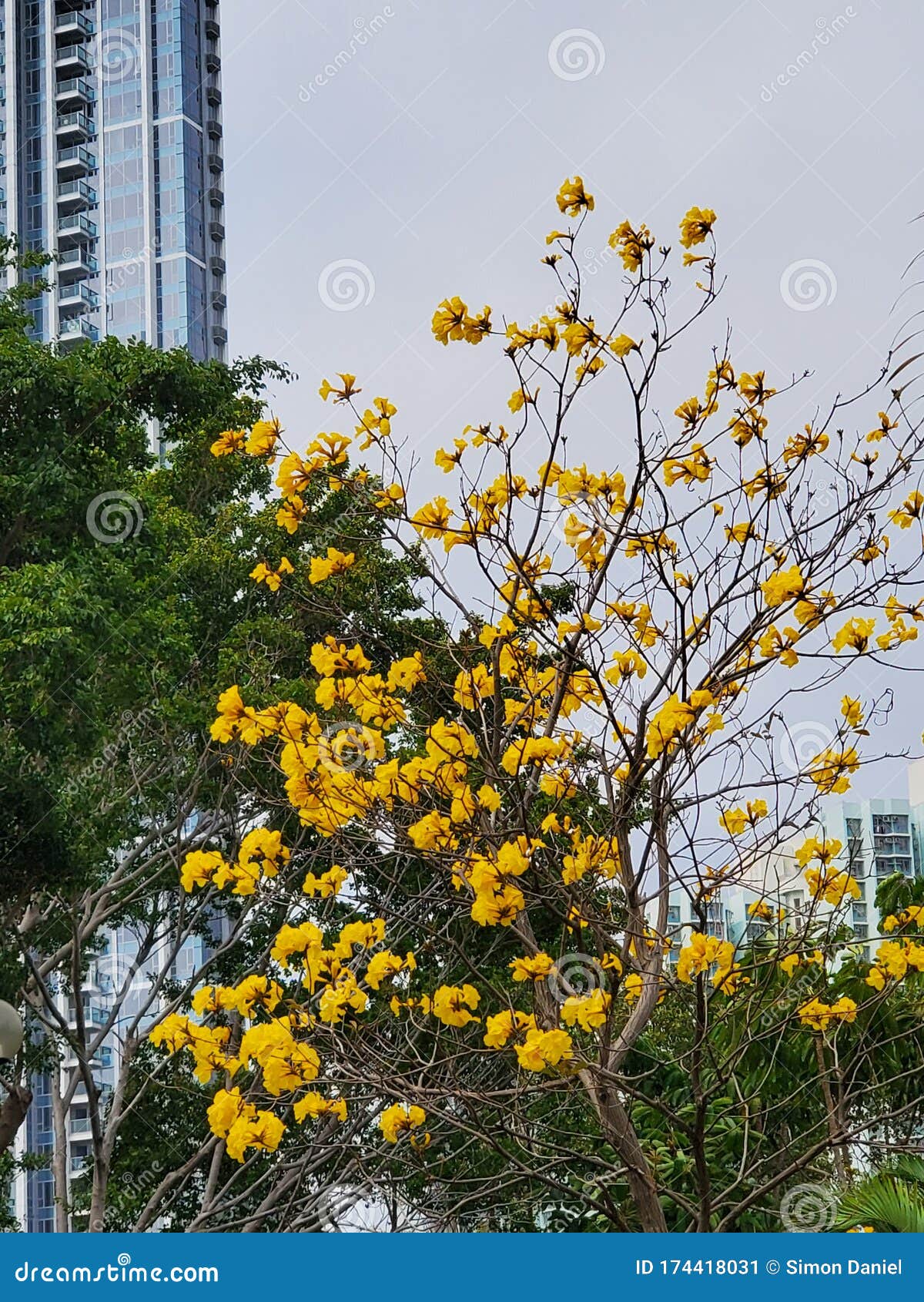 Flowers Trees in Park Hong Kong 067ug Stock Image - Image of kong ...