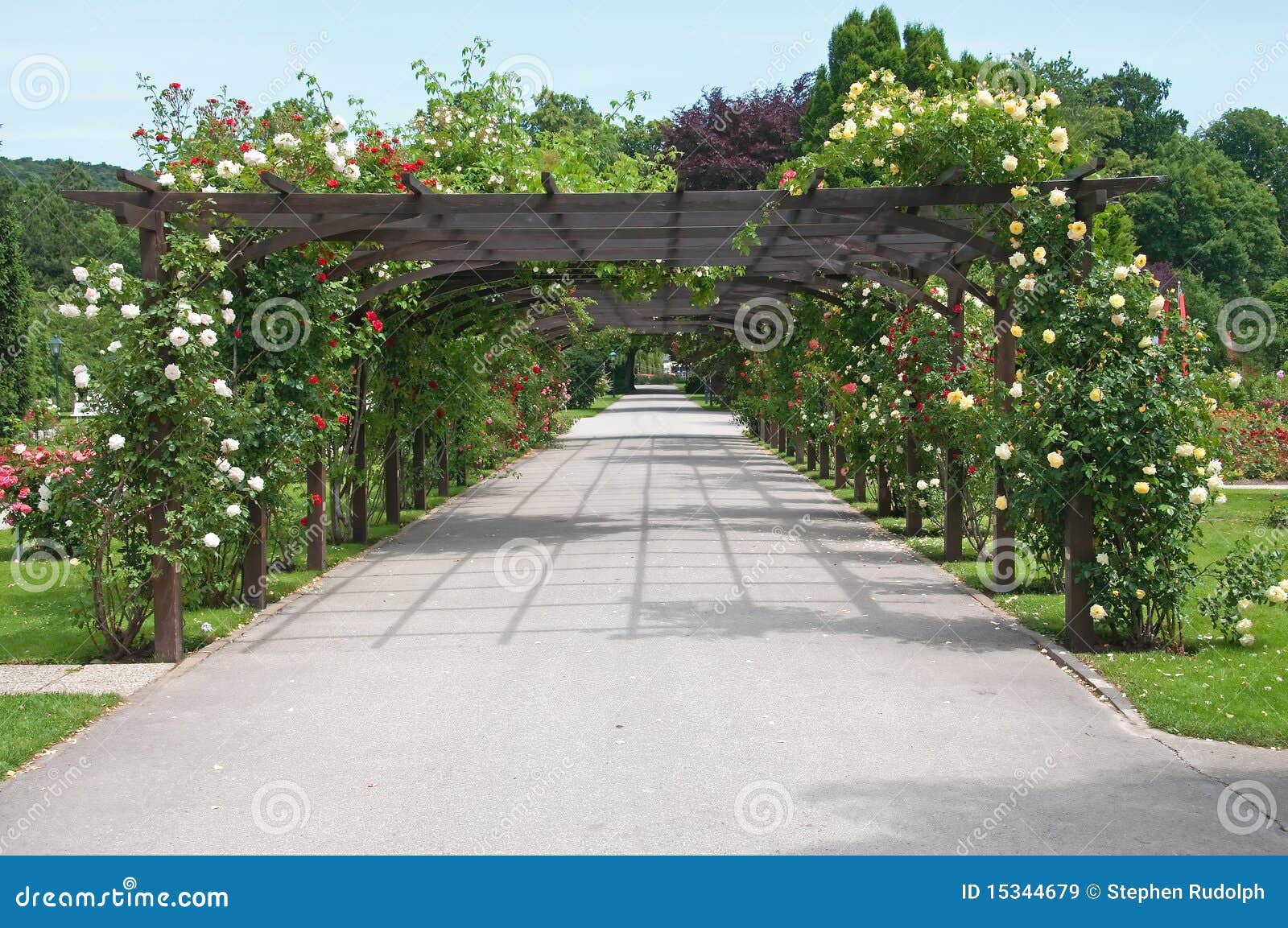 Flowers on trellis stock image. Image of plants, blossoming - 15344679