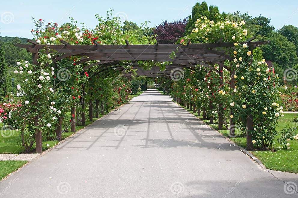 Flowers on trellis stock image. Image of plants, blossoming - 15344679