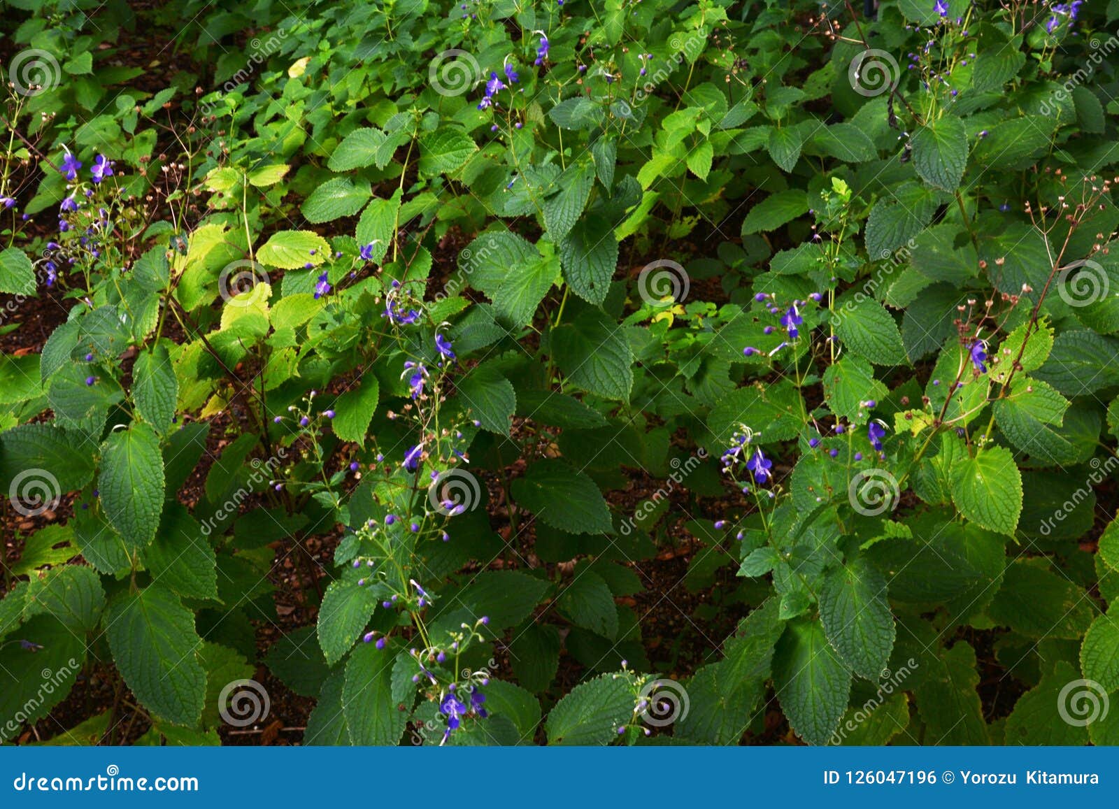 Tripora divaricata stock photo. Image of spring, meadow - 126047196
