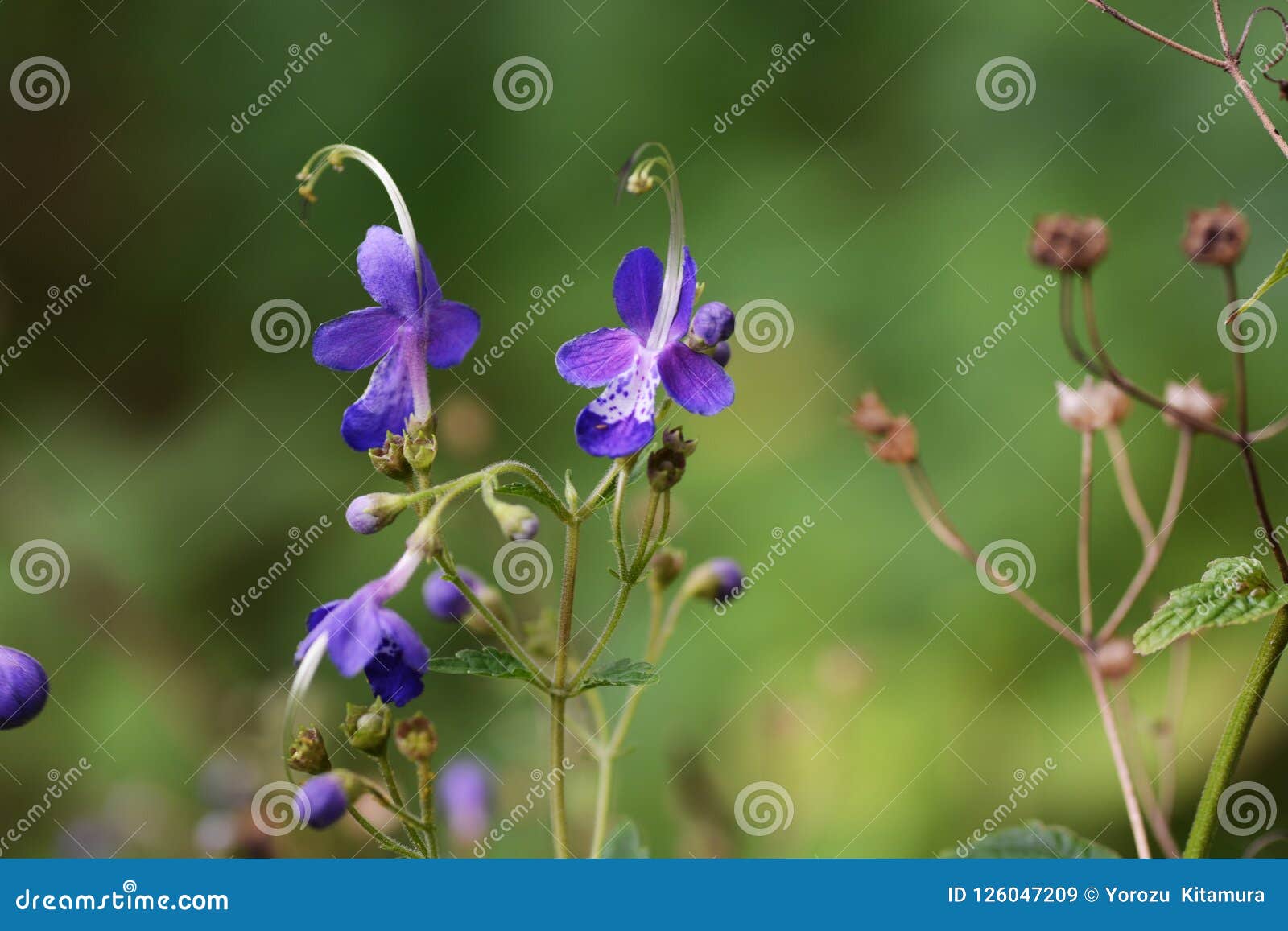 Tripora divaricata stock image. Image of kanagawa, flora - 126047209