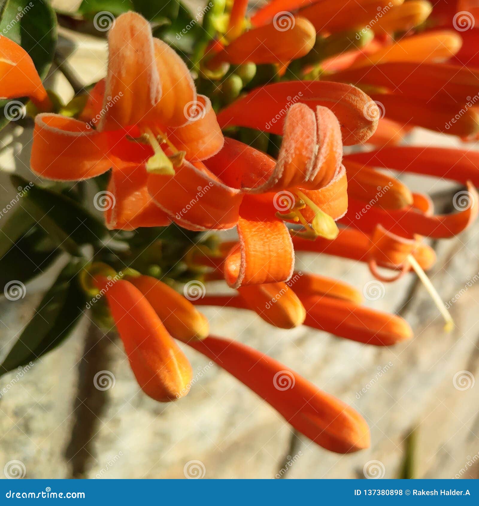 Flowers stock photo. Image of garden, true, nature, tree - 137380898