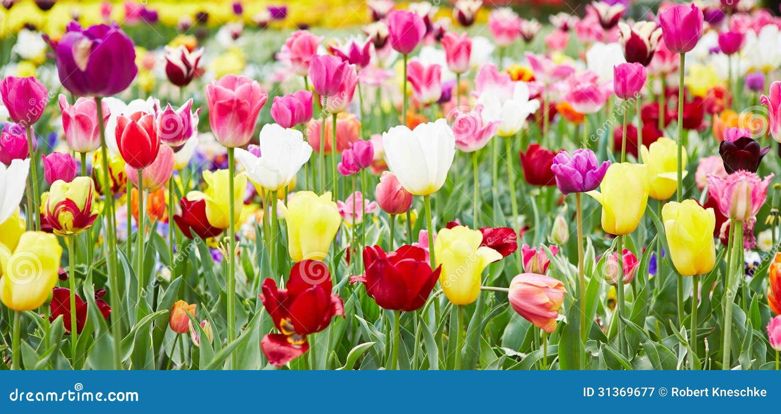 Flowers and Tulips in Panorama Format Stock Image - Image of season ...