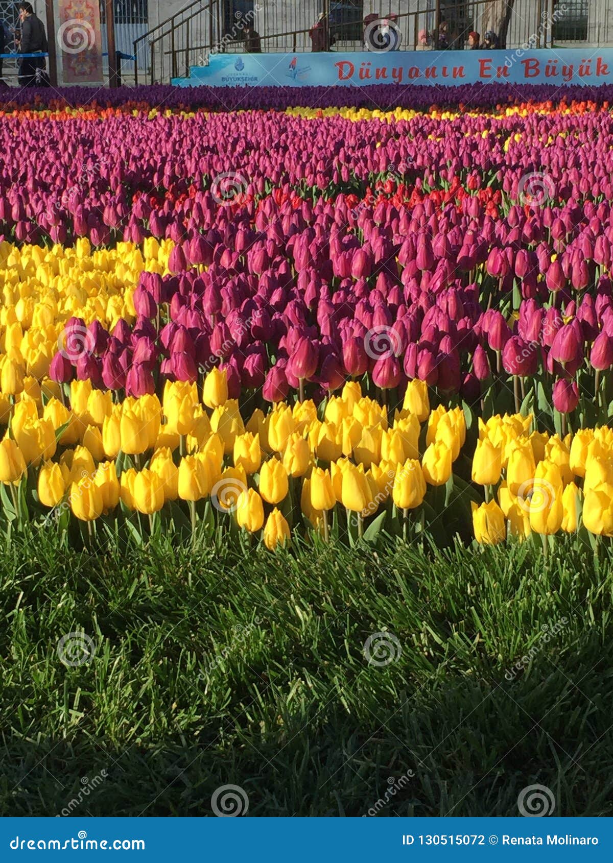 Turkish tulips editorial photography. Image of tulips - 130515072