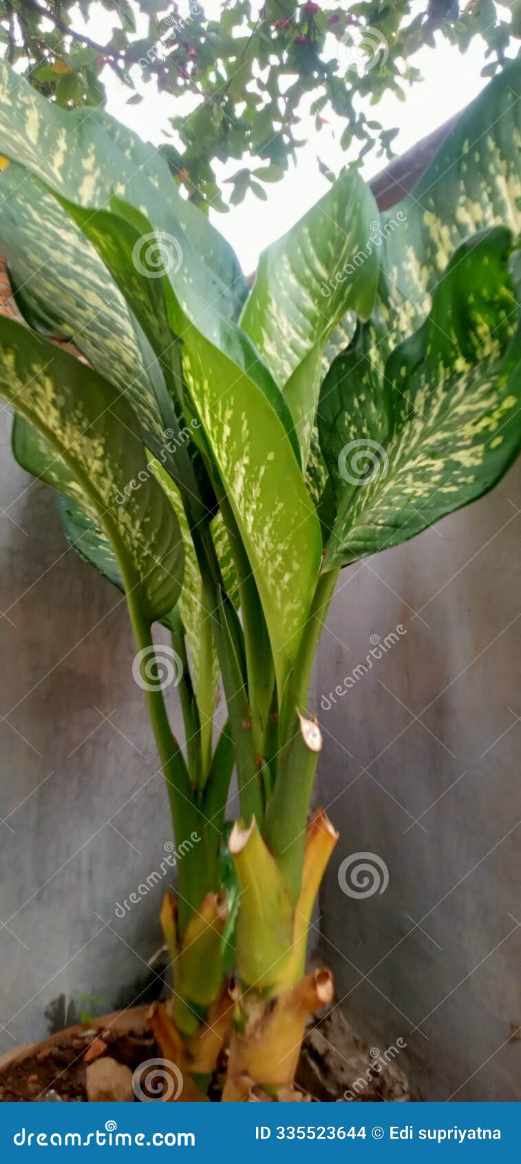 Flowers with Two Bright Green Stalks Stand Upright Stock Photo - Image ...