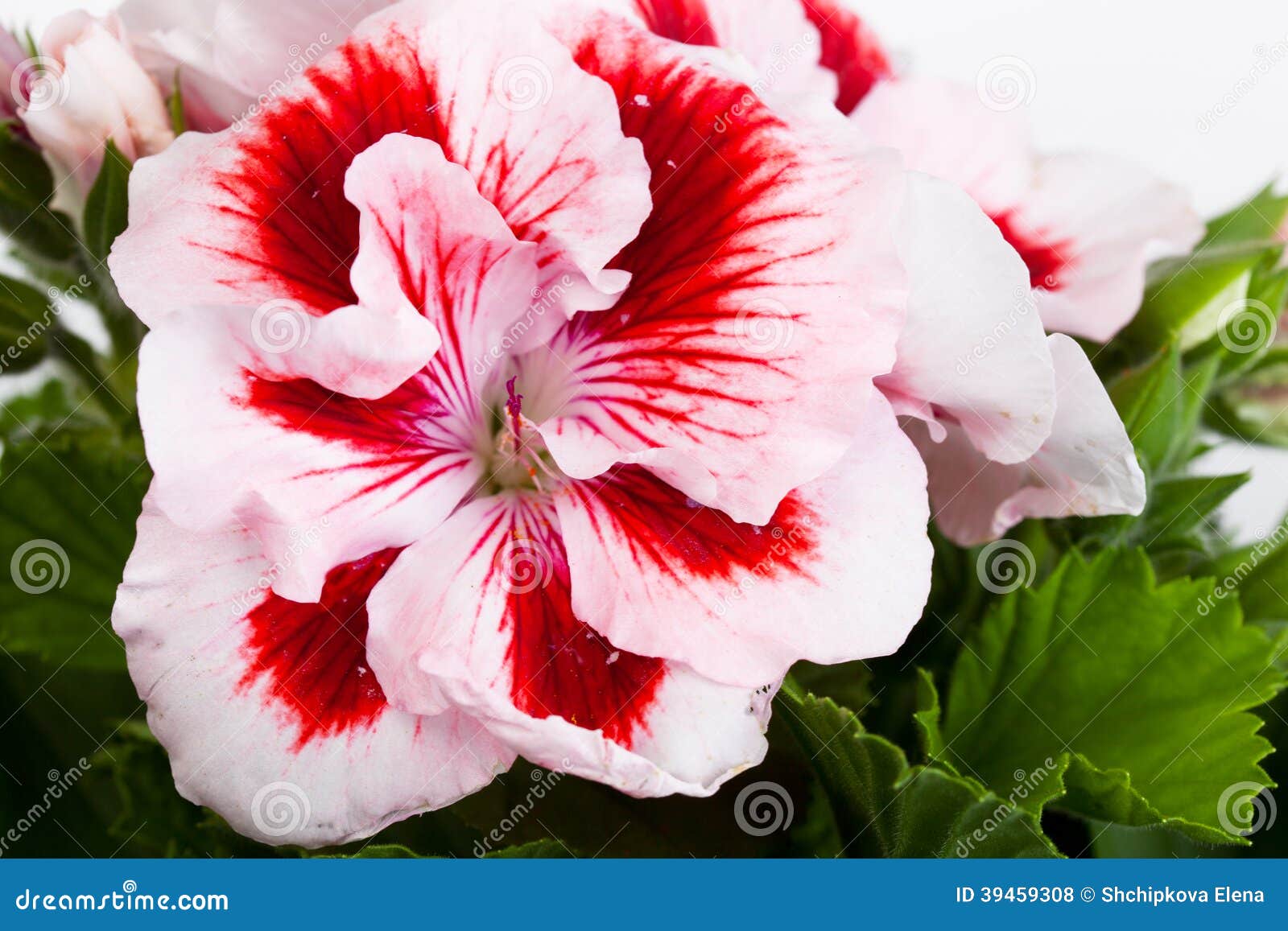 Flowers of a Two-color Geranium Stock Photo - Image of beautiful ...