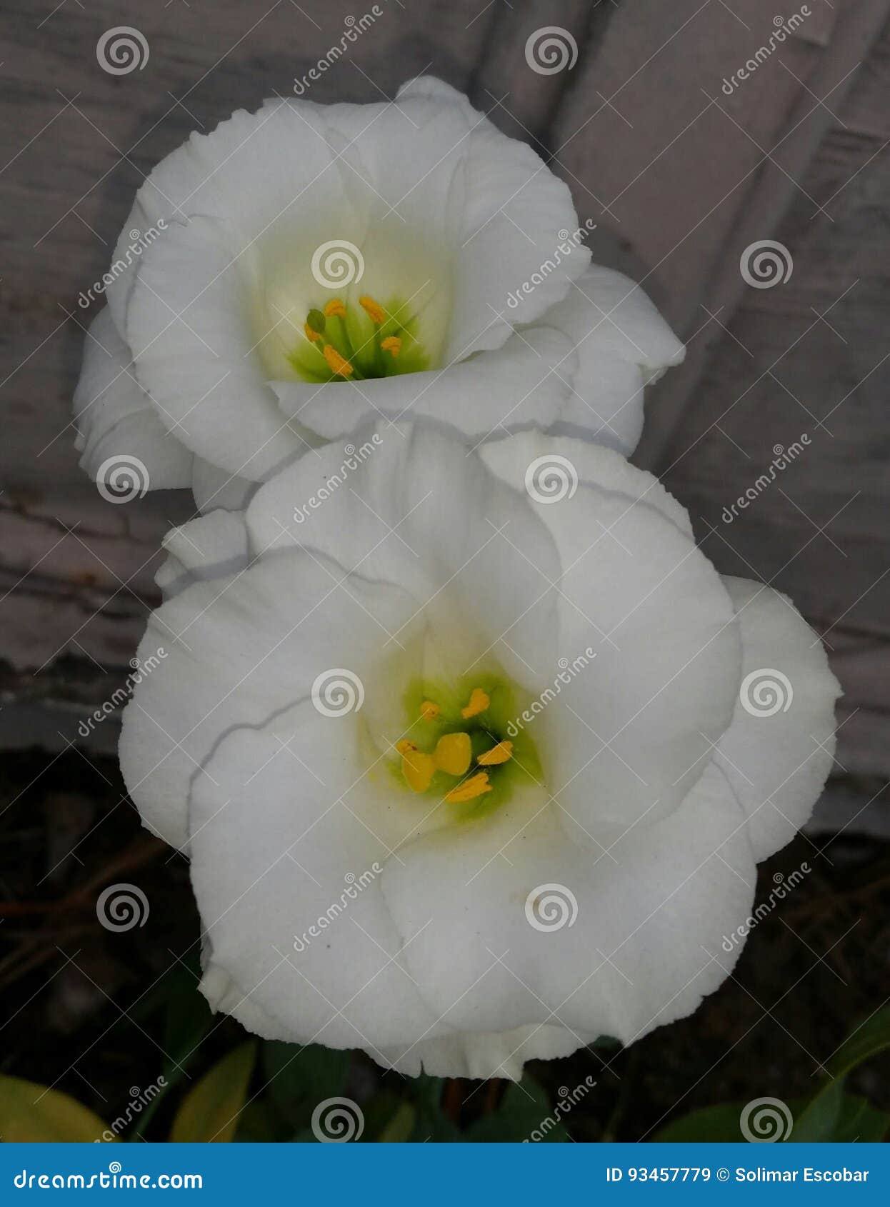 Flowers stock image. Image of nature, spring, flowers - 93457779