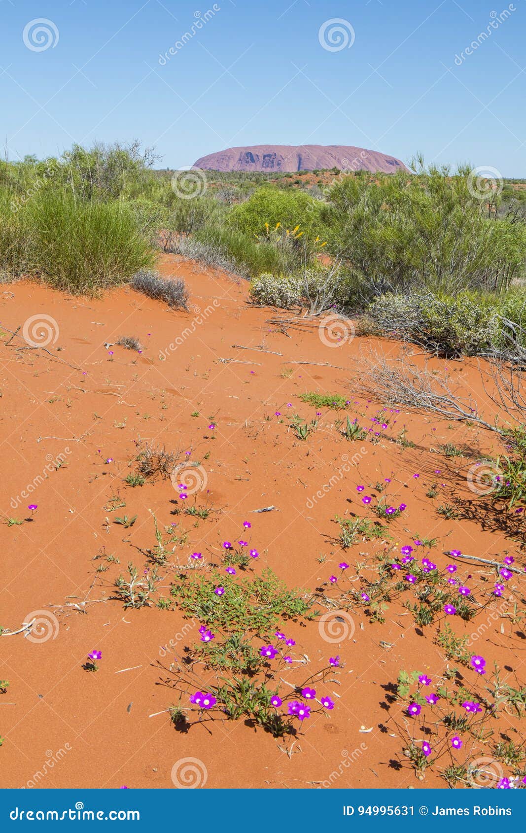 Flowers at Uluru editorial photo. Image of life, rock - 94995631