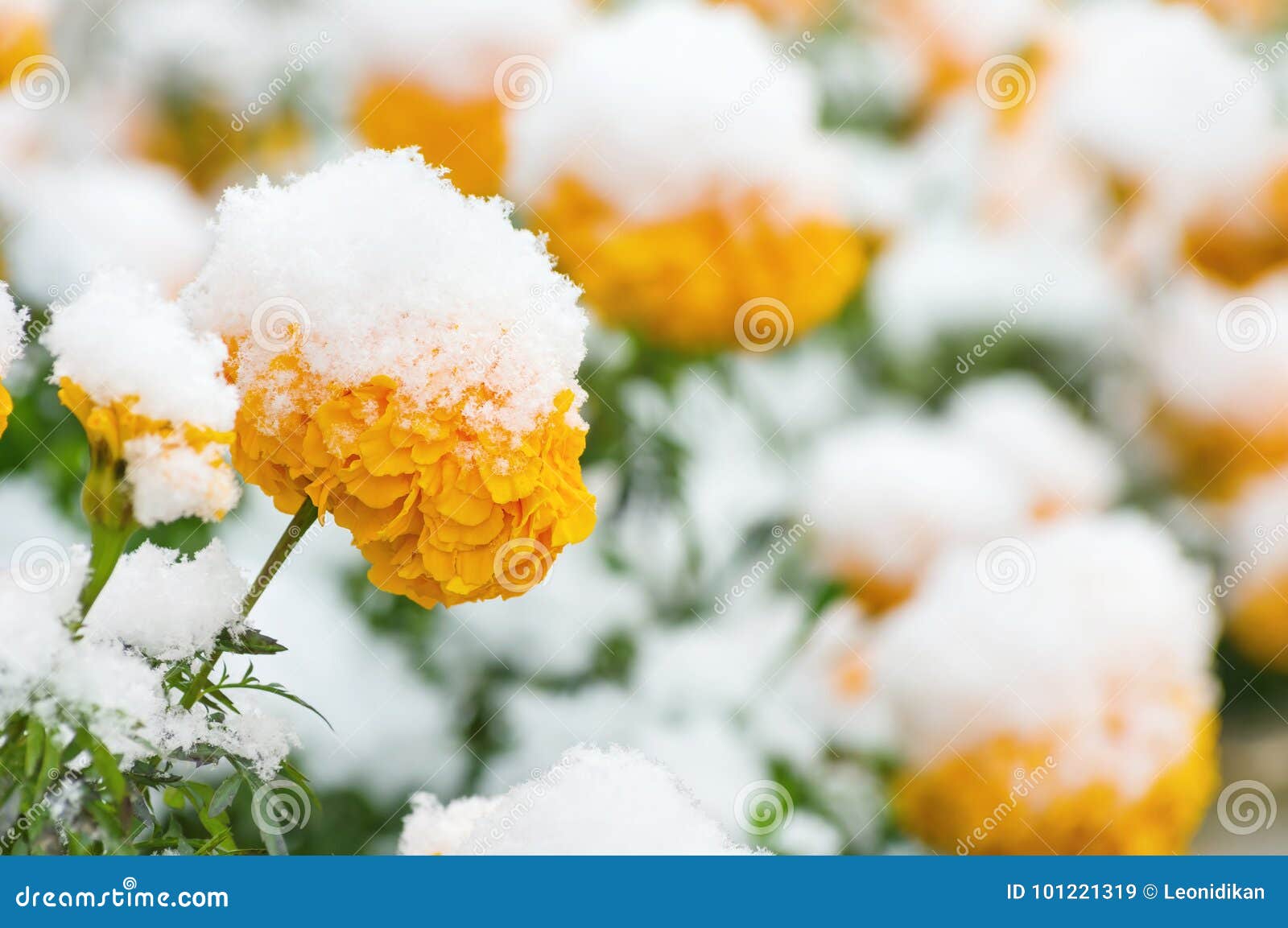 Flowers under the snow stock image. Image of closeup - 101221319