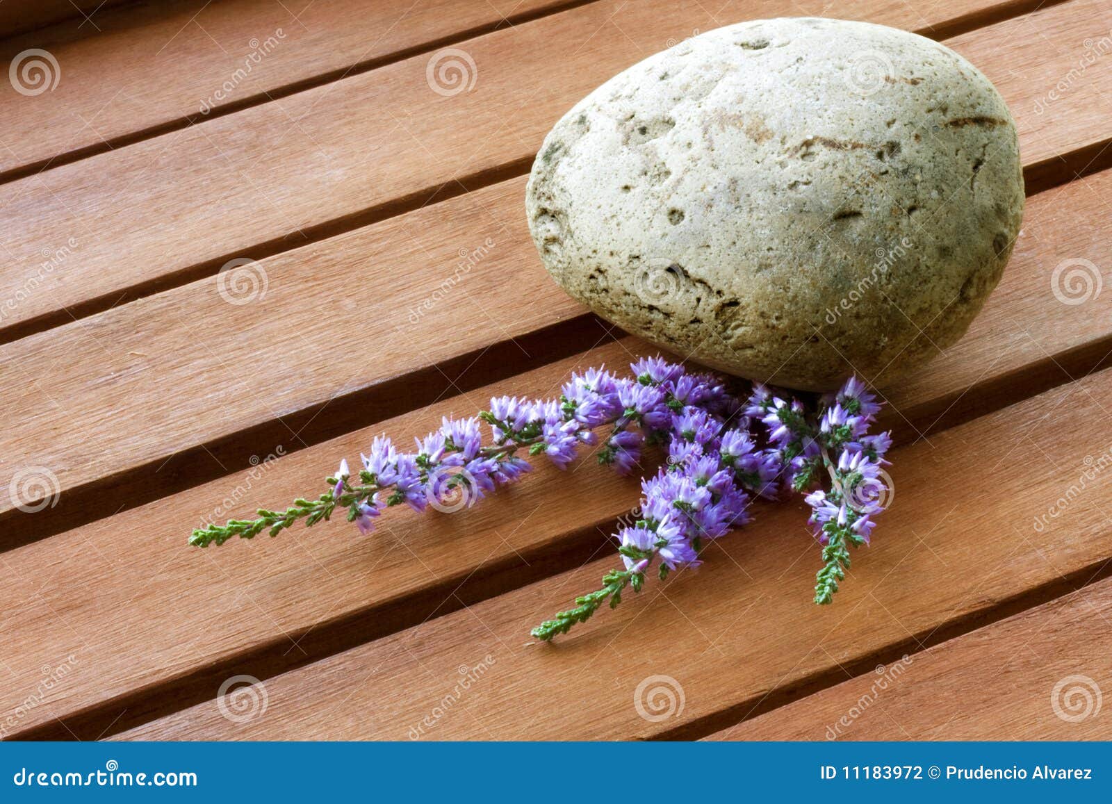 Flowers under the stone stock photo. Image of aromatic - 11183972