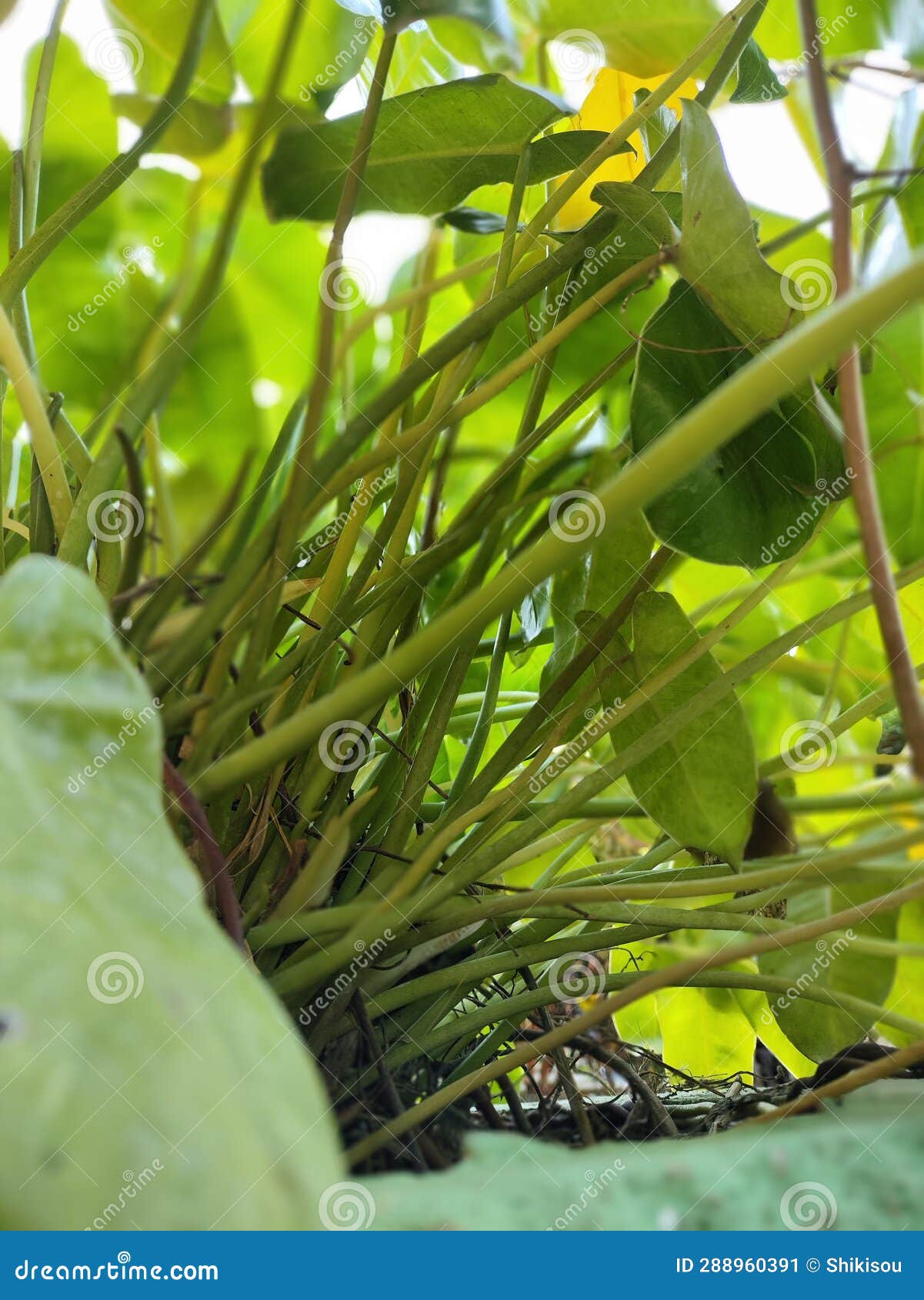 Flowers with Unique Stem Shapes Stock Image - Image of unique, flowers ...