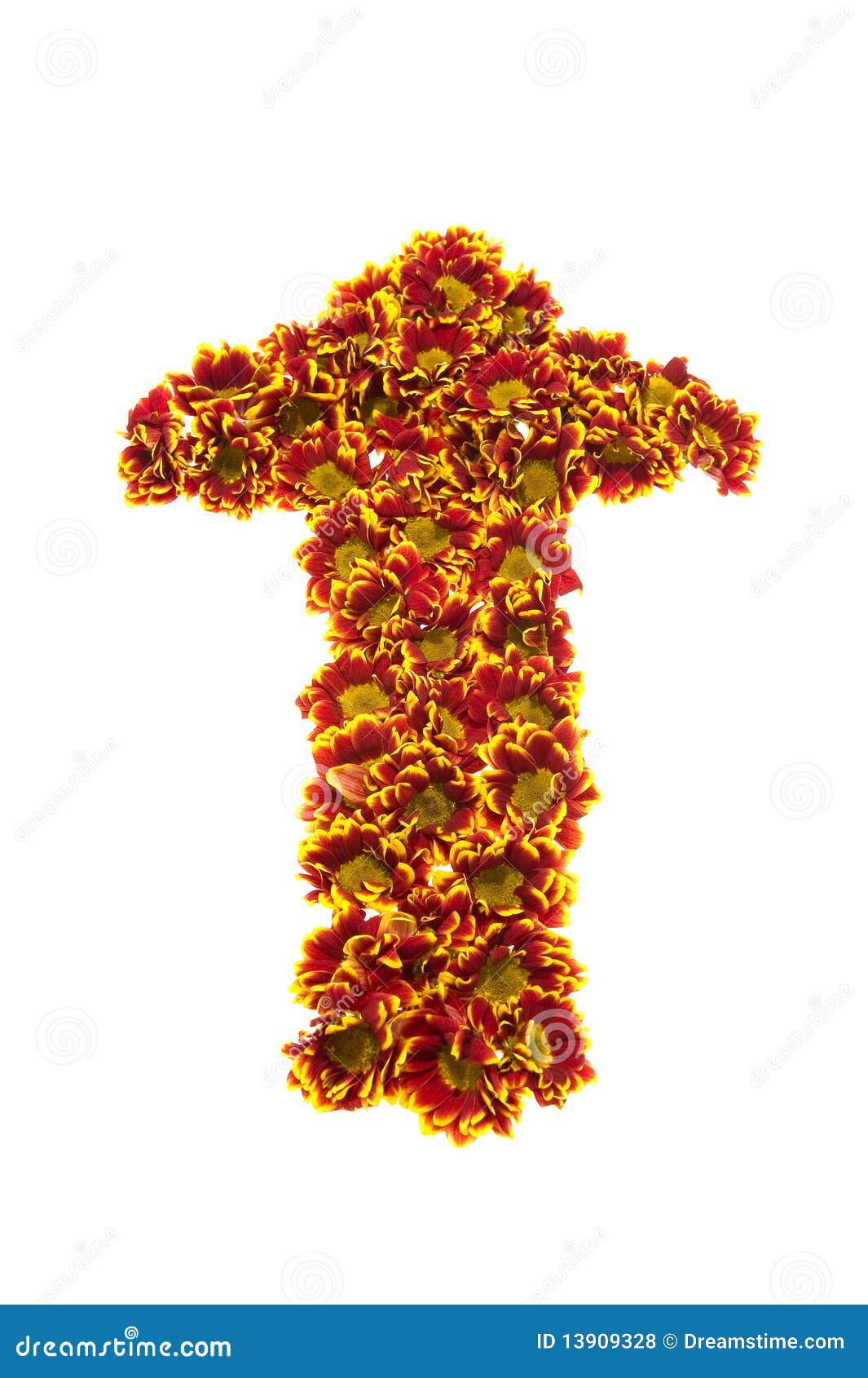 Flowers: up arrow stock photo. Image of flowers, drop - 13909328