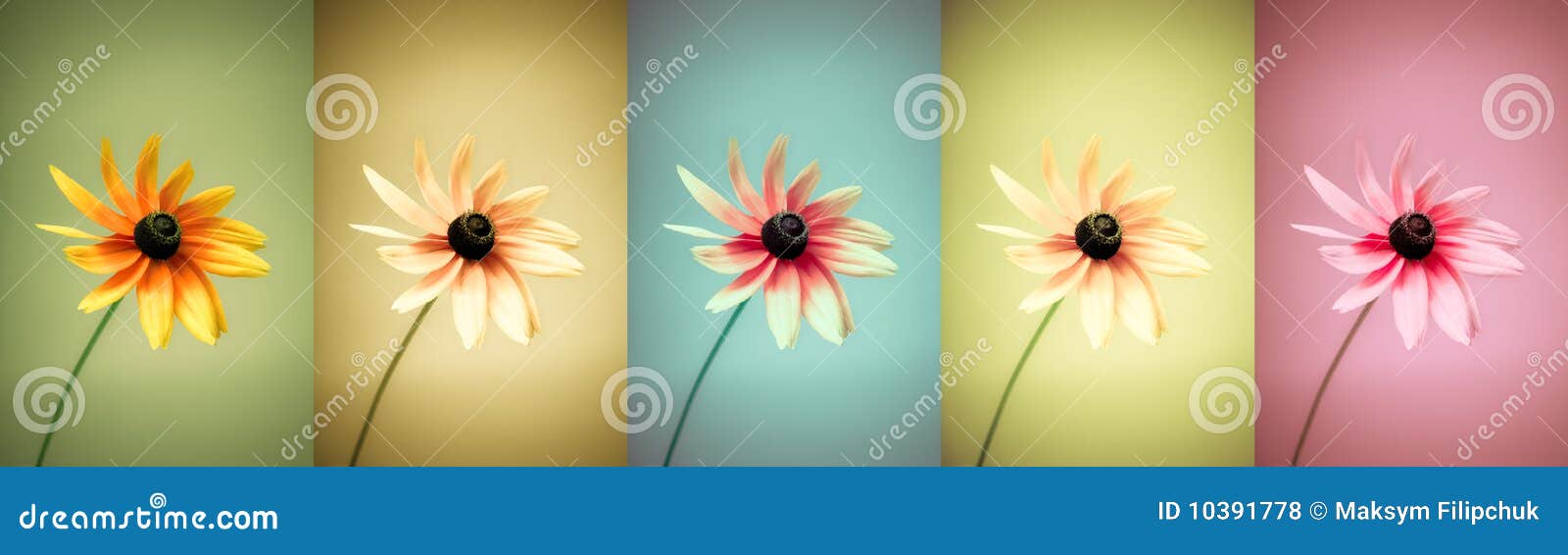 Flowers variation stock photo. Image of composite, group - 10391778