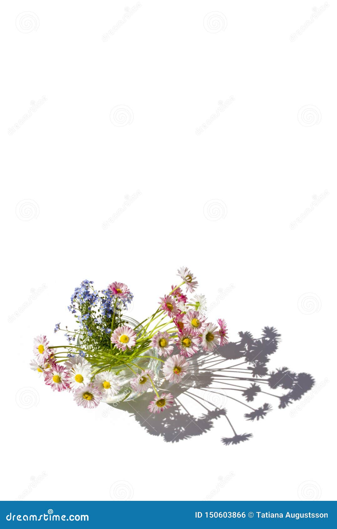 Flowers in a Vase with a Clear Shadow on a White Background Isolated ...