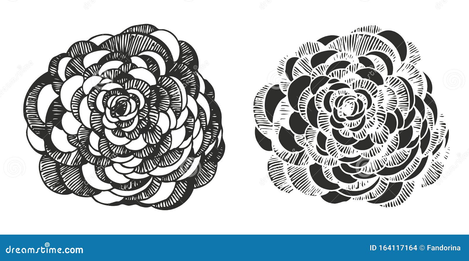 Flowers Vector Illustration, Hand Drawn Ranunculus Stock Vector ...