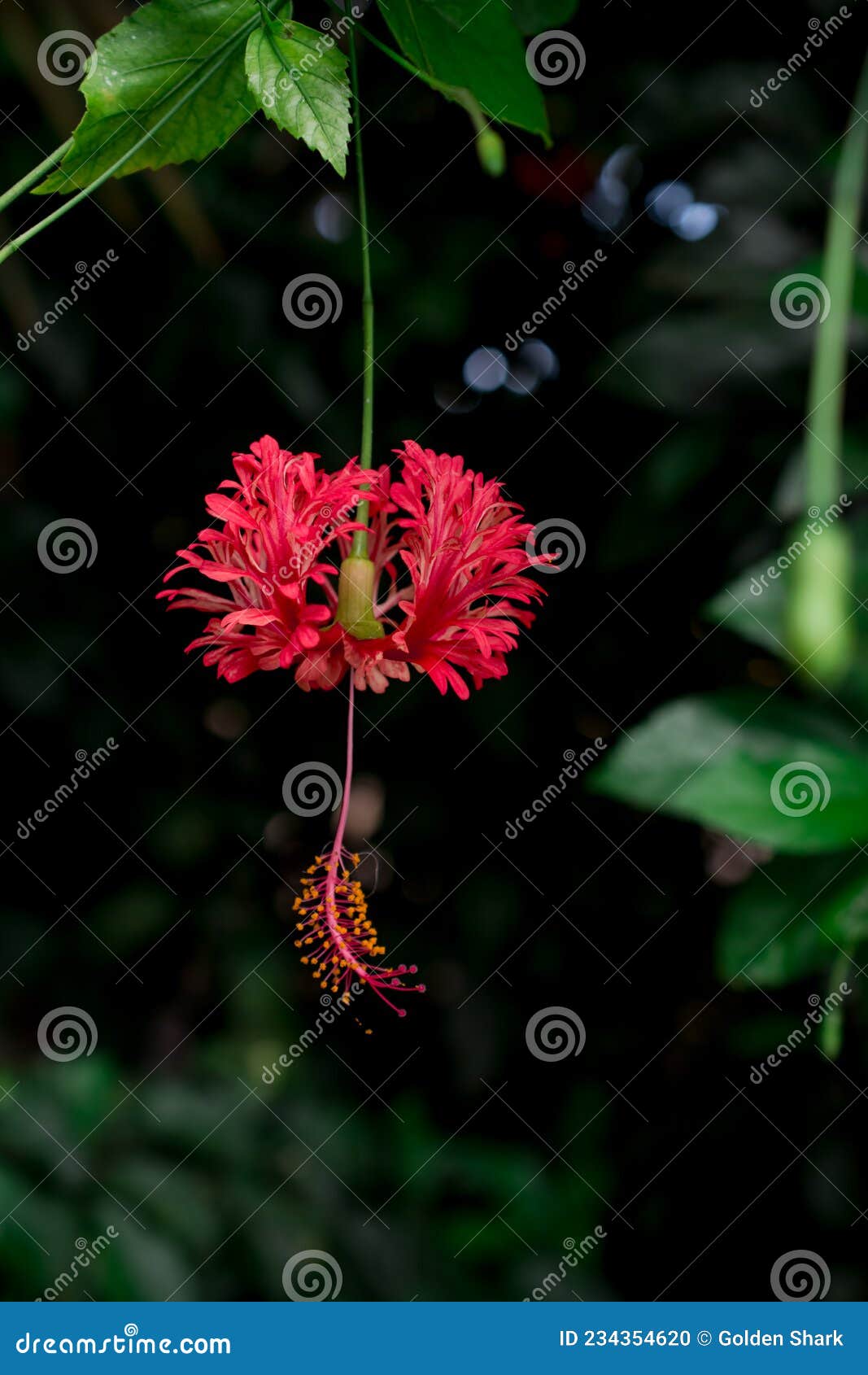 The Flowers are Very Decorative, Pendulous Eardrop Shape Stock Photo ...