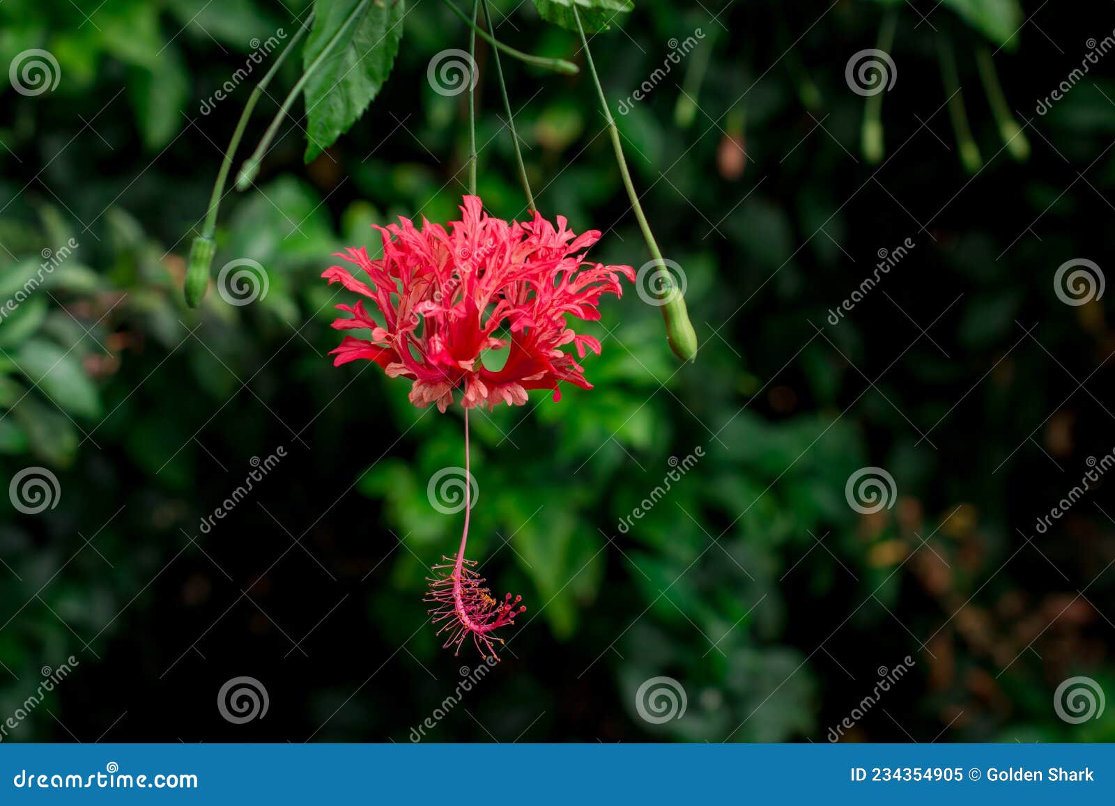 The Flowers are Very Decorative, Pendulous Eardrop Shape Stock Image ...
