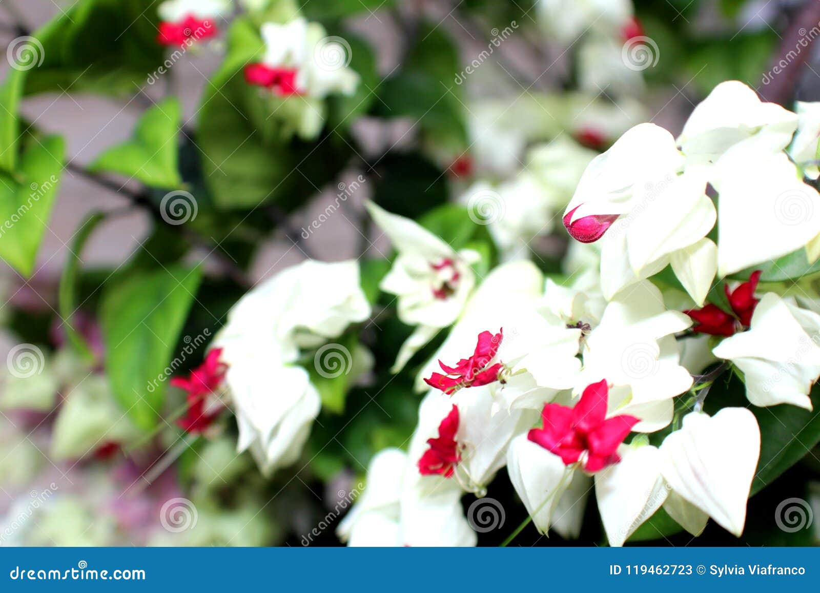 Flowers stock image. Image of tips, flowers, type, vine - 119462723