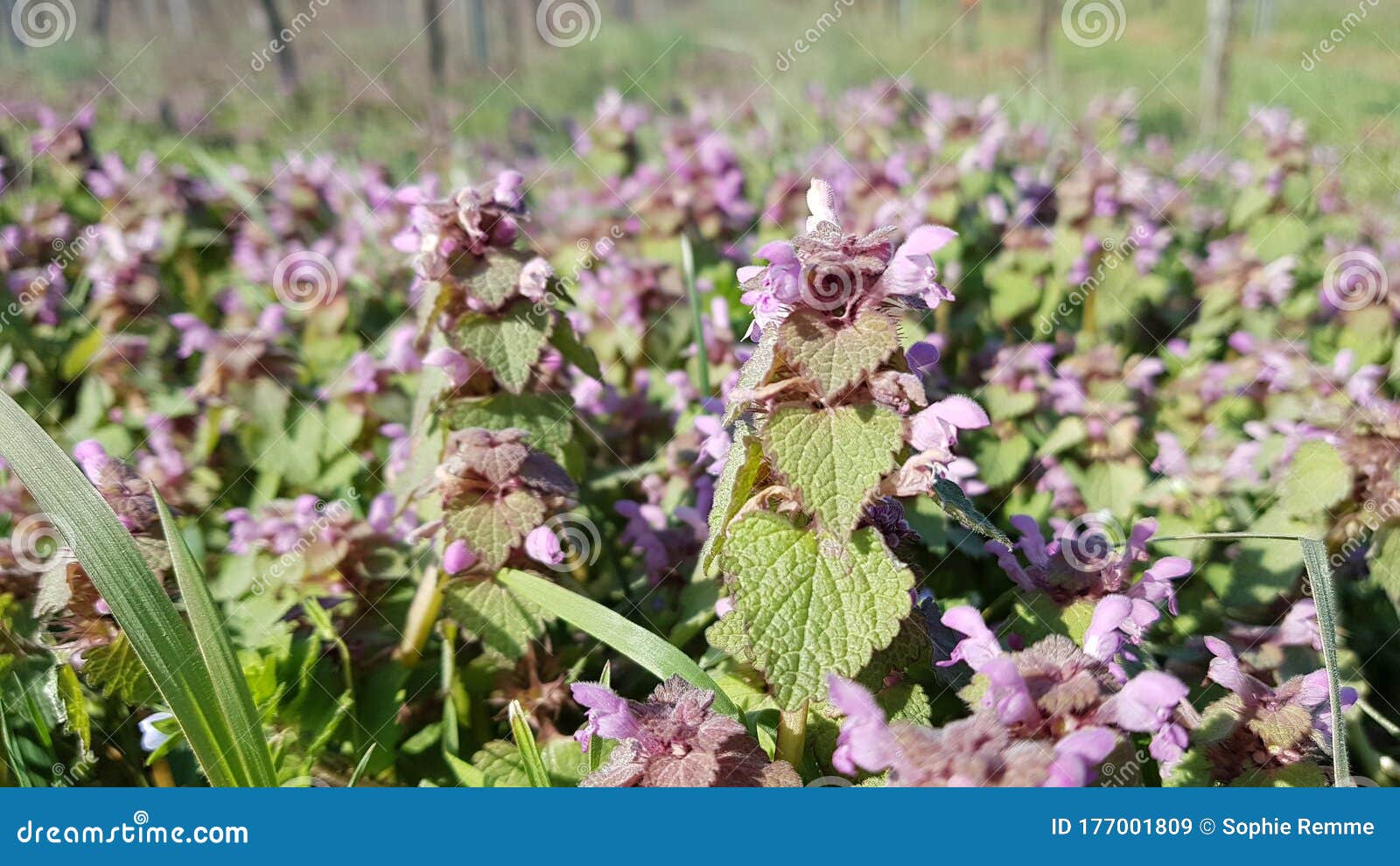 Flowers in a vineyard stock image. Image of violet, fields - 177001809