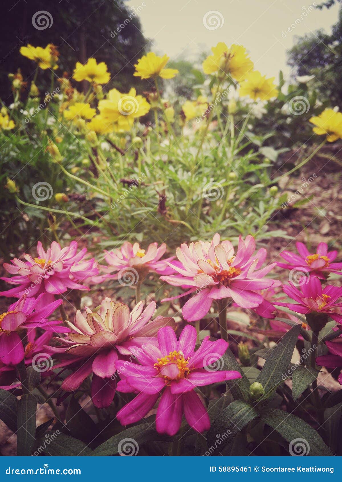 Flowers Vintage stock image. Image of vintage, background - 58895461