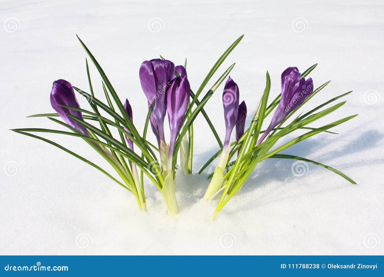 Flowers Violet Crocus in the Snow, Spring Stock Photo - Image of head ...