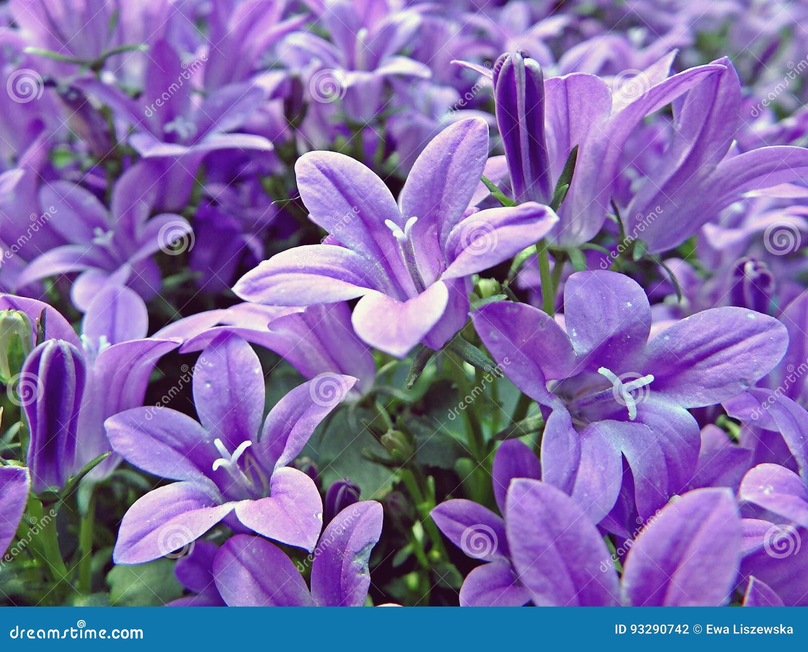 Flowers stock photo. Image of nature, leaves, plant, growing - 93290742