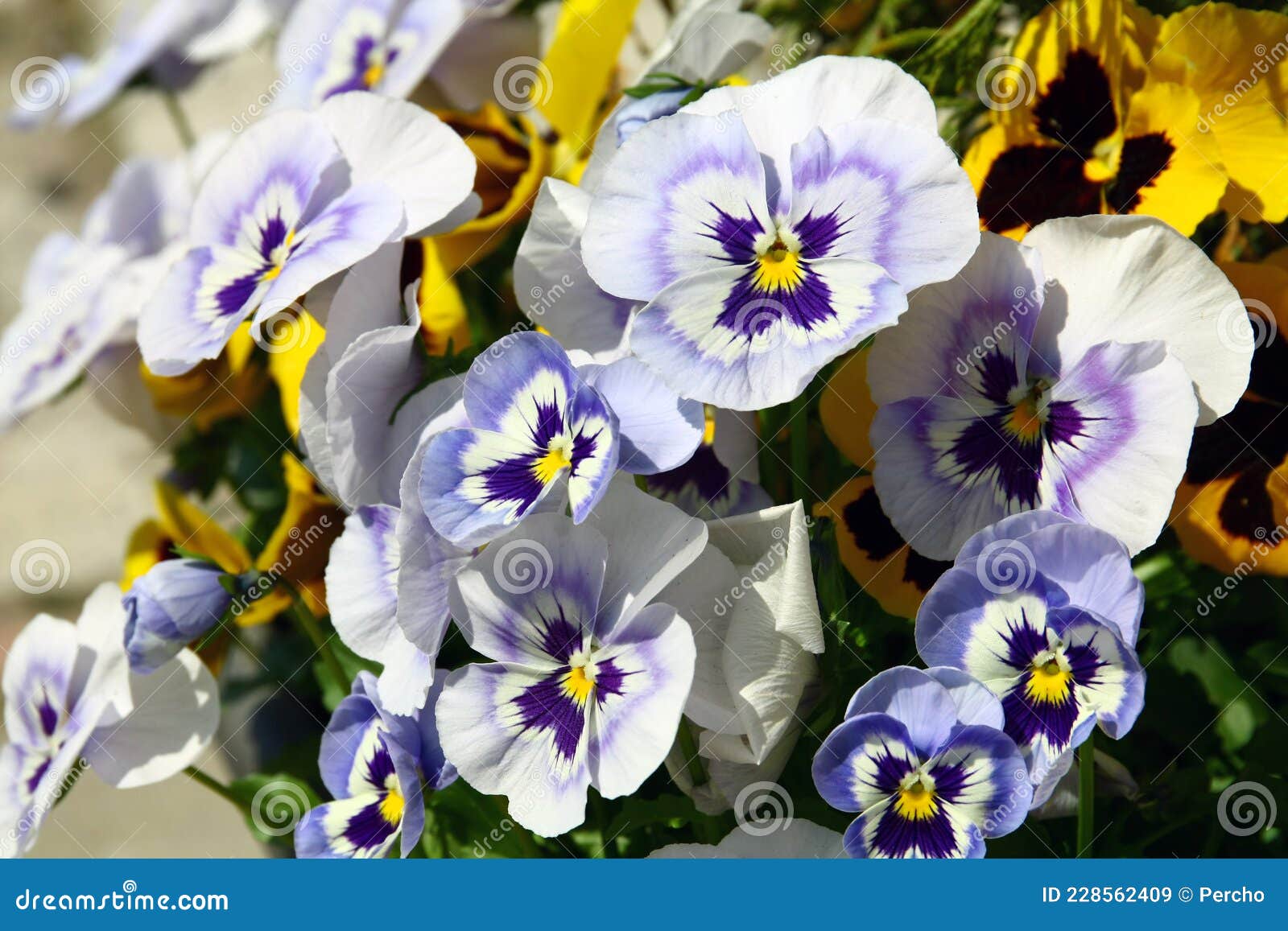 Viola flowers stock image. Image of flowering, field - 228562409