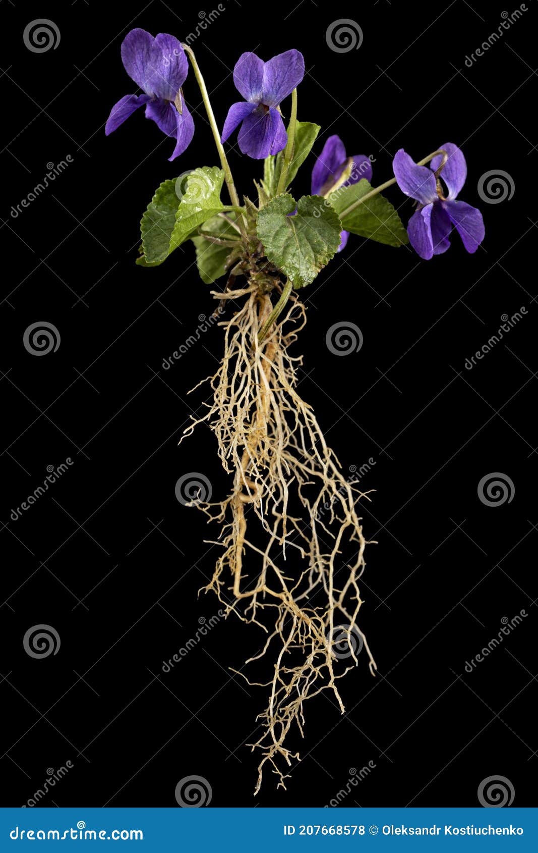 Flowers of the Violet with Root, Lat. Viola Odorata, Isolated on Black ...