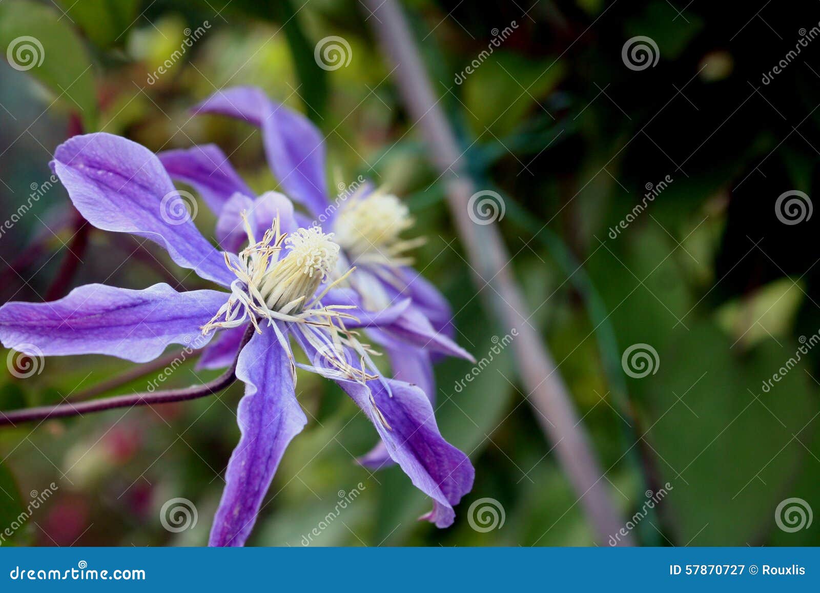 Flowers of virgins-bower stock image. Image of green - 57870727