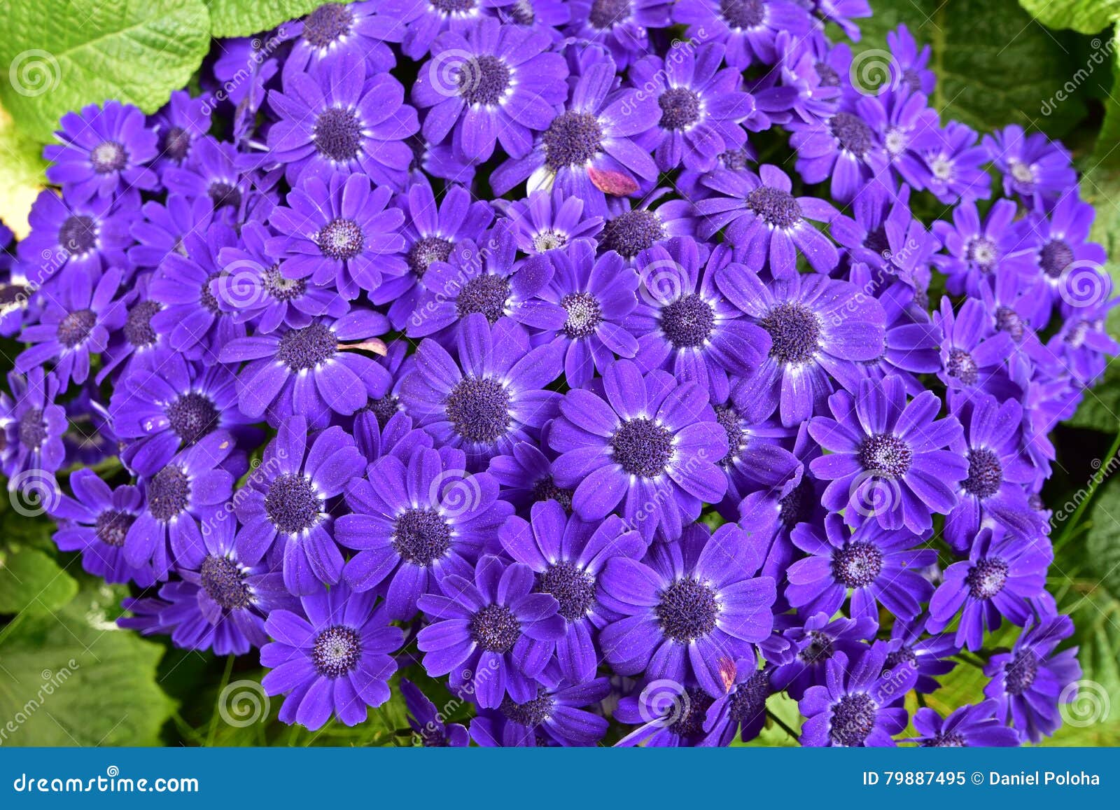 Flowers with vivid colours stock image. Image of vivid - 79887495