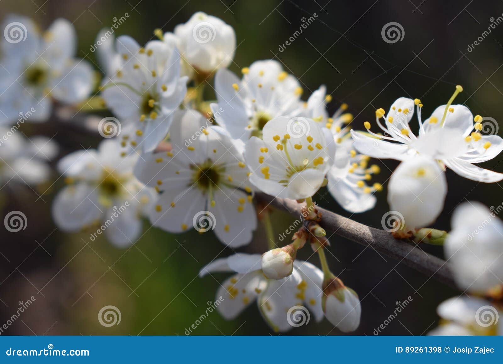 Flowers stock photo. Image of flower, wakeup, garden - 89261398