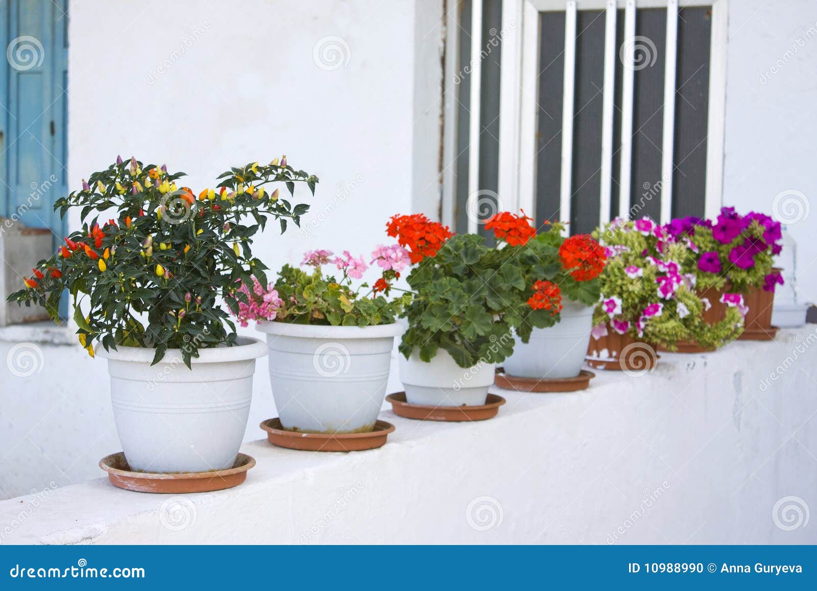 Flowers on the wall stock photo. Image of bloom, wall - 10988990