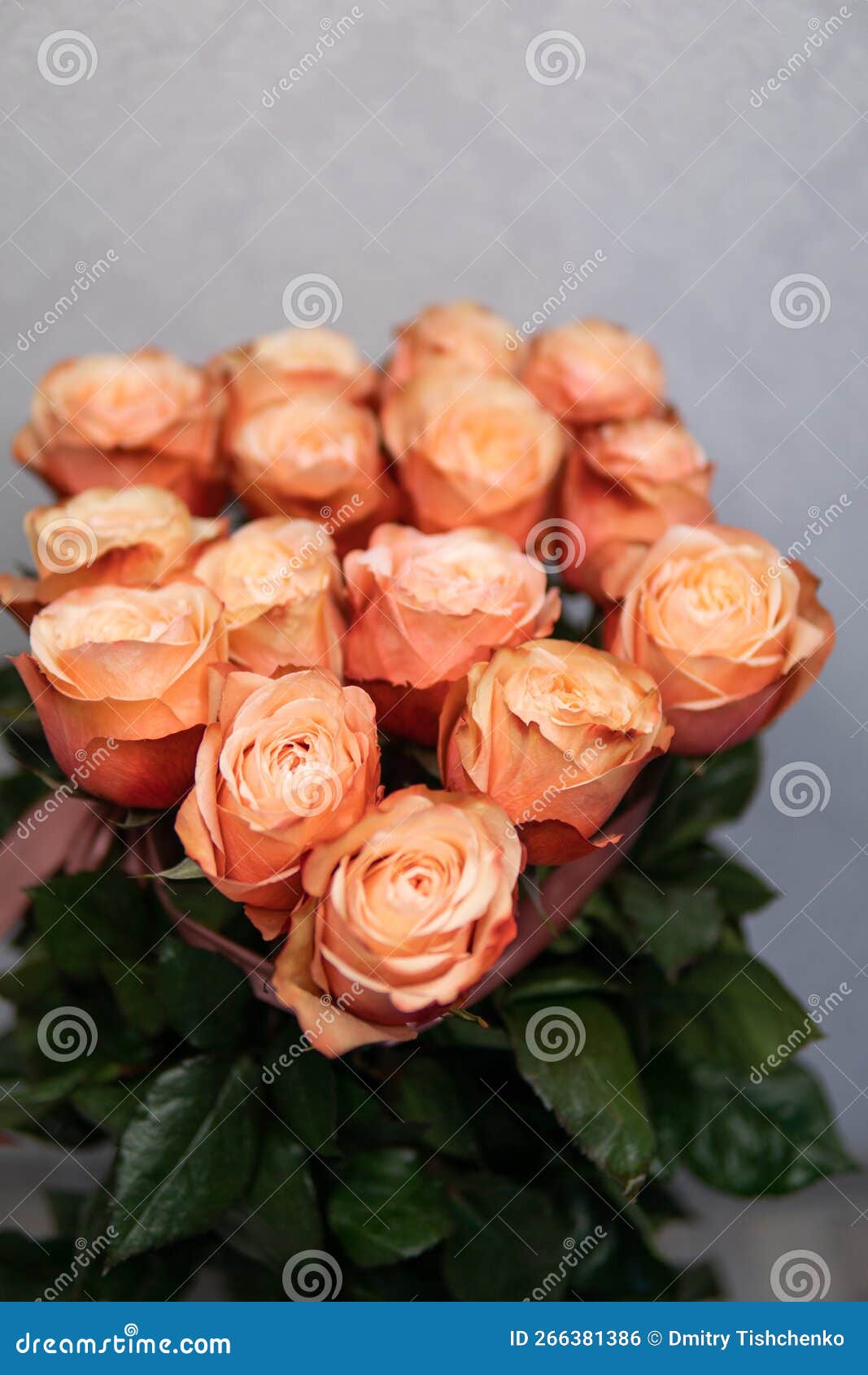 Flowers Wall Background with Amazing Roses Rose Stock Photo - Image of ...