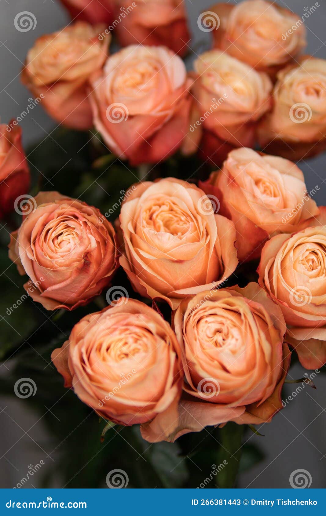 Flowers Wall Background with Amazing Roses Rose Stock Image - Image of ...