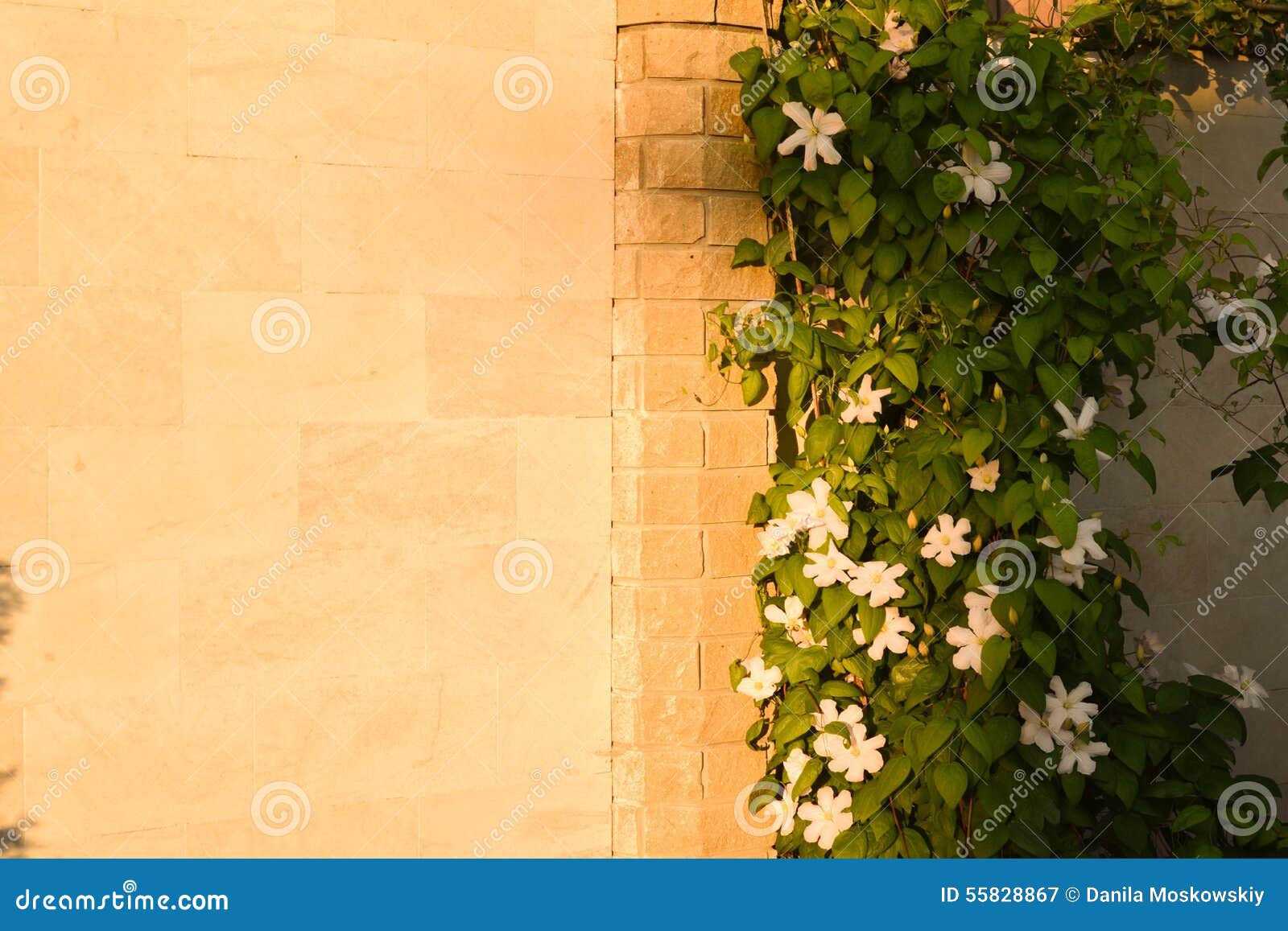 Flowers on the wall stock image. Image of green, white - 55828867