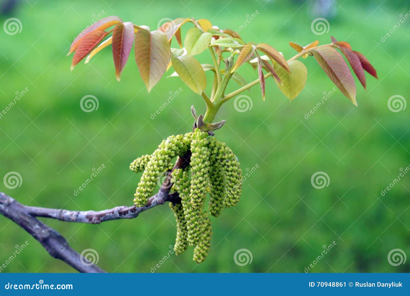 Flowers of walnut stock image. Image of young, spring - 70948861