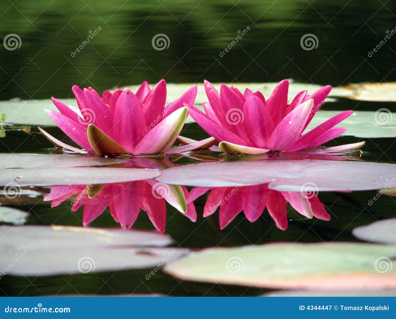 Flowers on water stock image. Image of leaves, flowers - 4344447