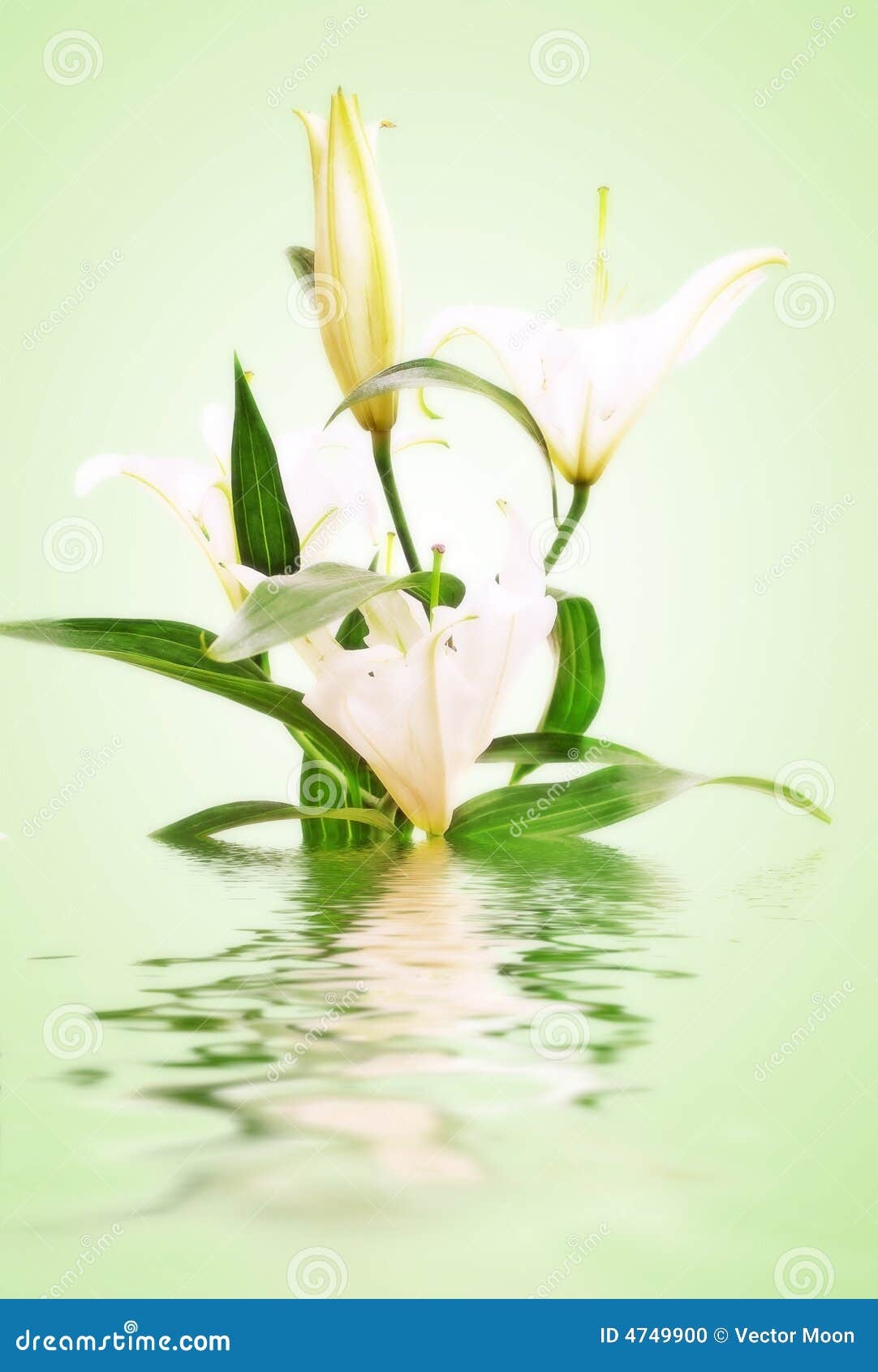 Flowers with water stock photo. Image of botanical, nature - 4749900