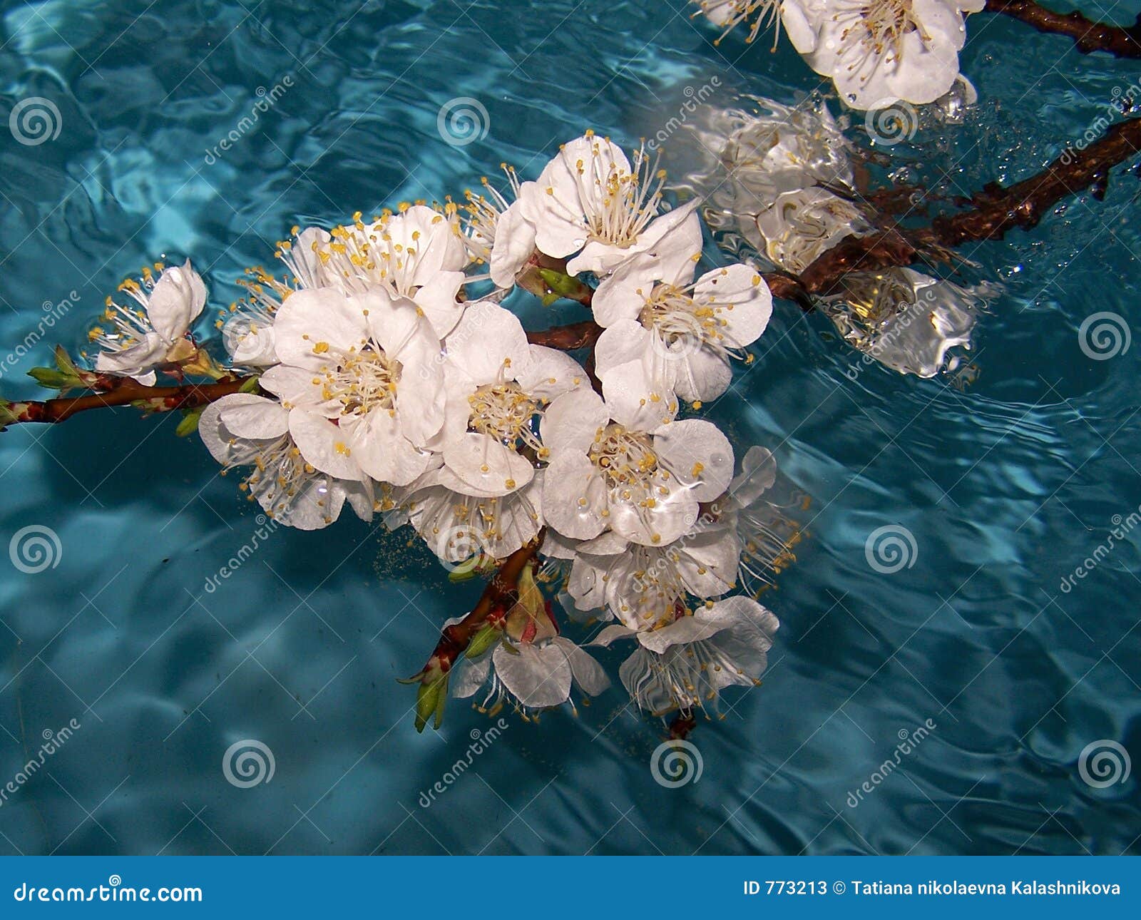 Flowers in water stock image. Image of macroshooting, love - 773213